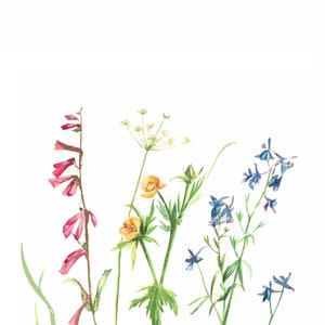 Utah Wildflower Print Set - Etsy