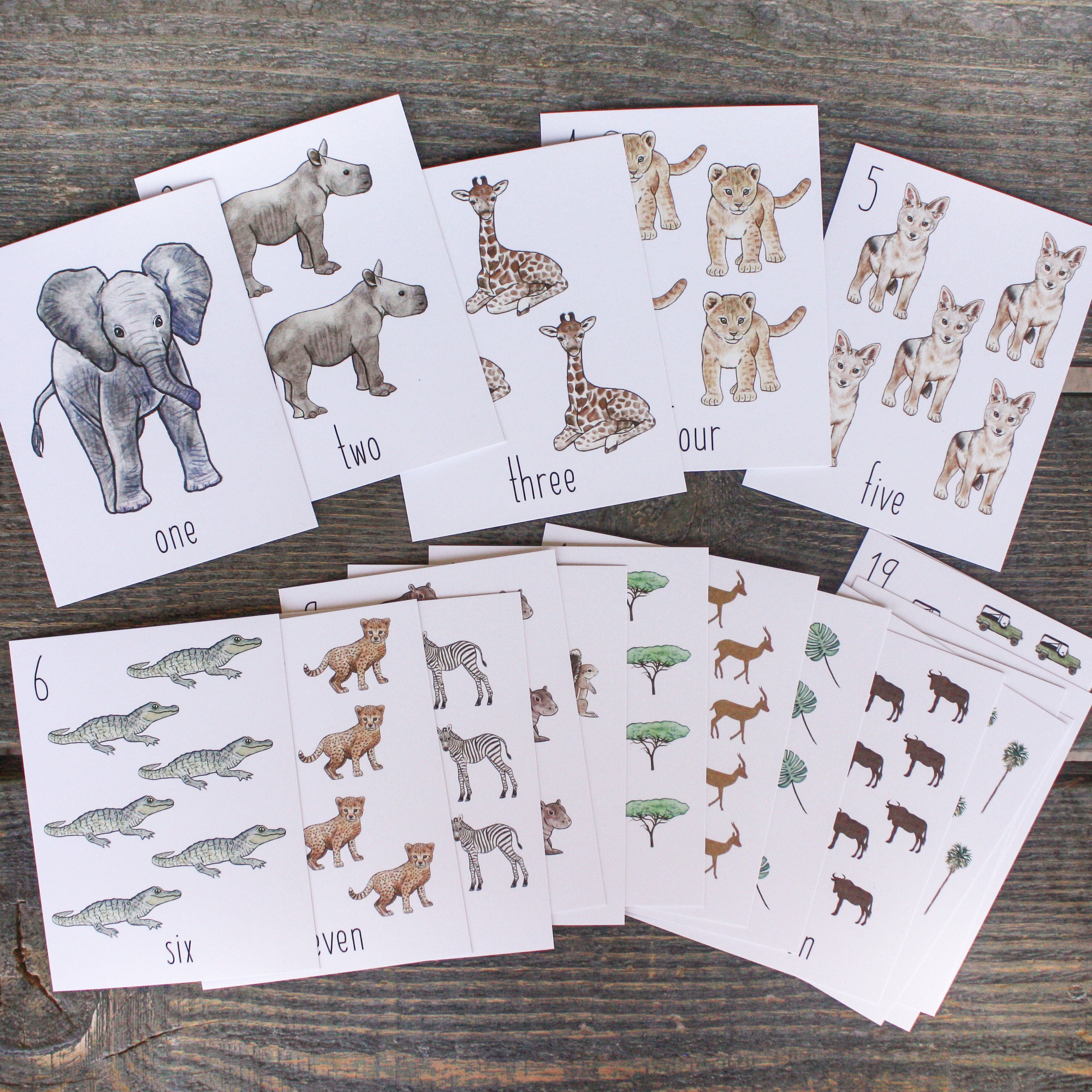 Safari Flashcards - Etsy