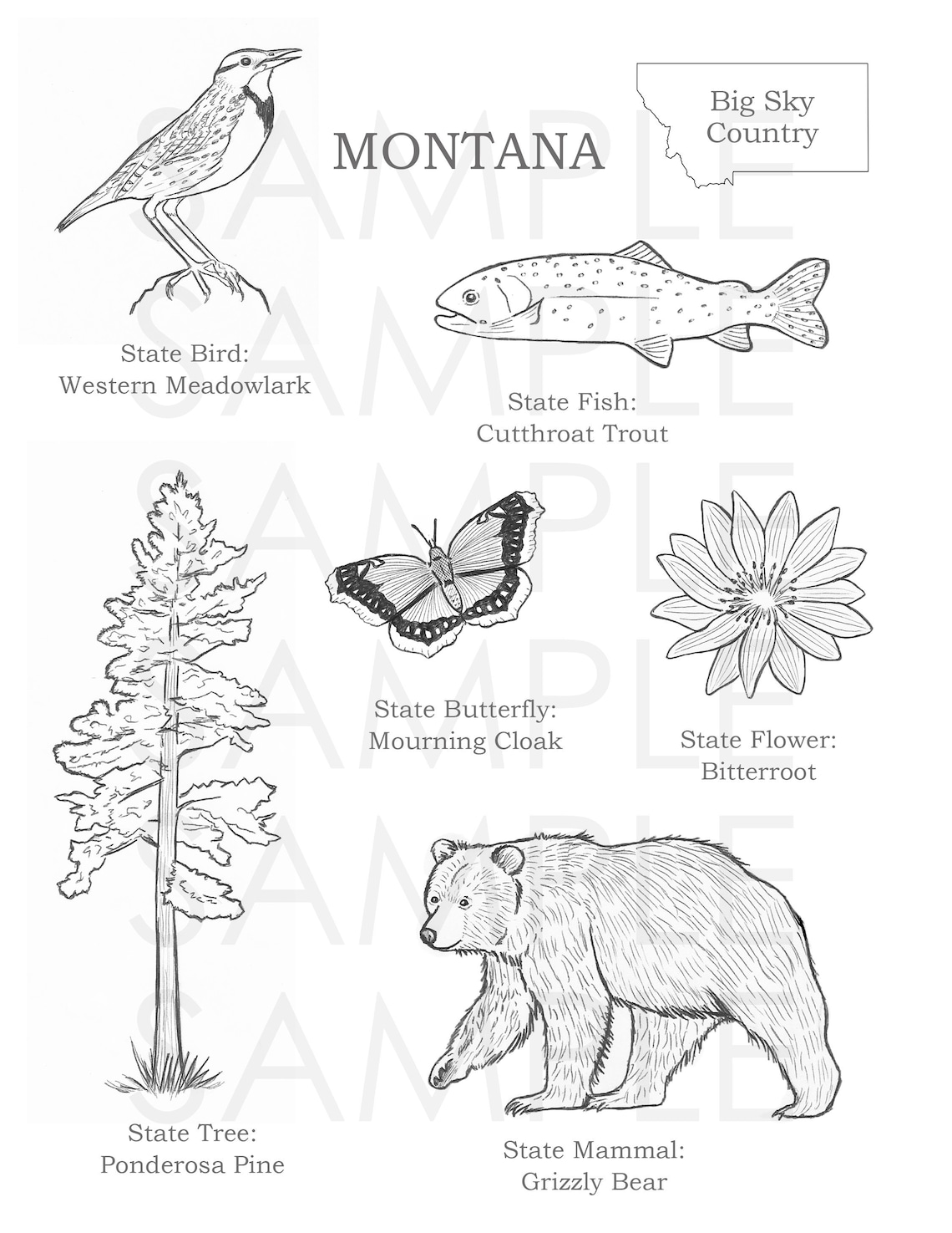 Montana Coloring Page - Etsy