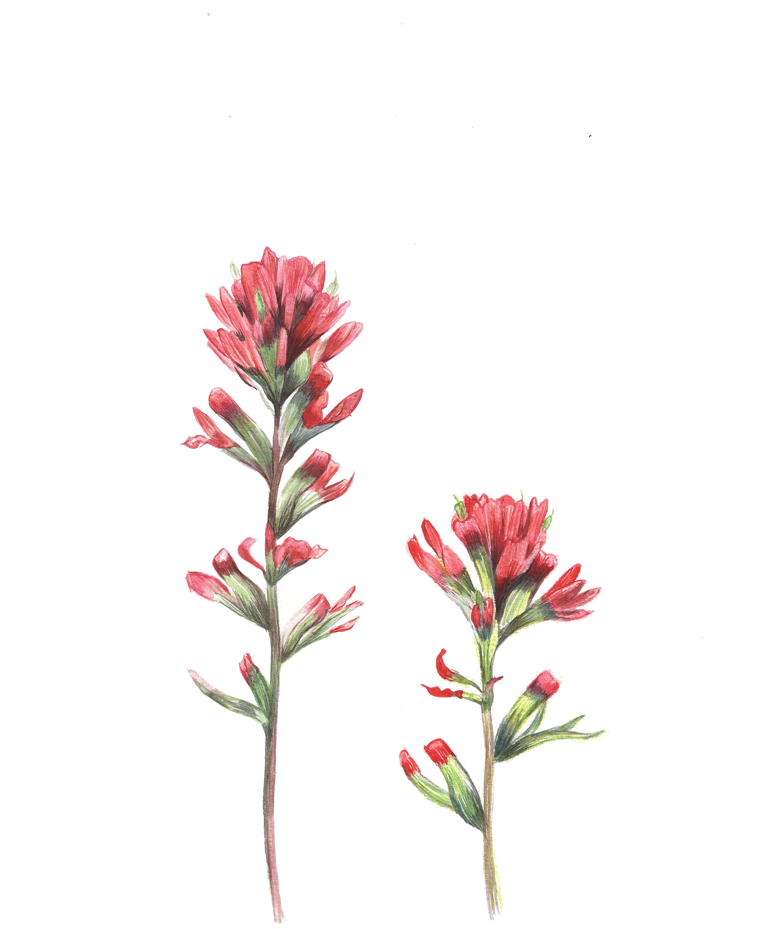 Indian Paintbrush Print - Etsy