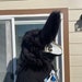 Raptor Dino Mask Fully Furred Fursuit With Ears and Hood Head Only ...