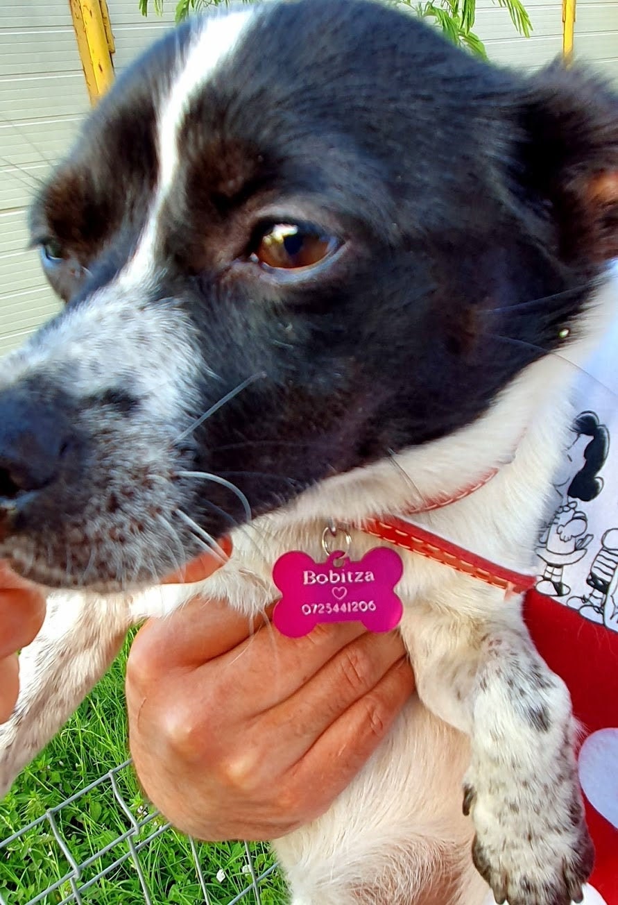 Pet Id Tag Dog Tag Personalized Engraved Tag Id for | Etsy