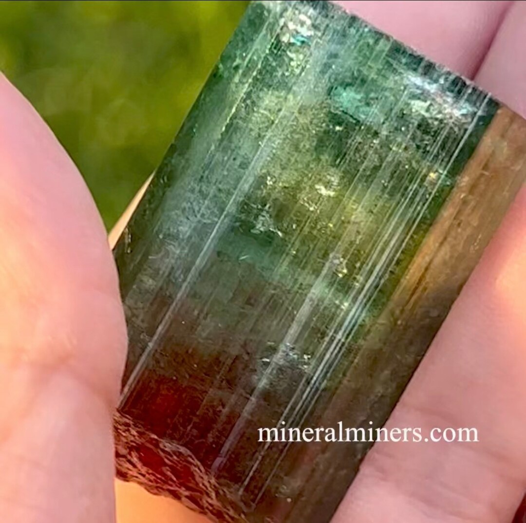 Collector Watermelon Crystal, Terminated Bi-color Tourmaline, Salinas ...