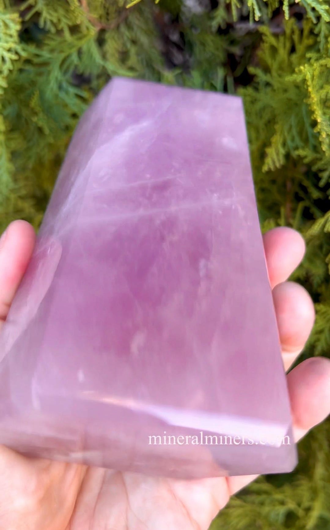Rose Quartz Crystal, Polished 7" Tall Rose Quartz, Natural Color Pink ...