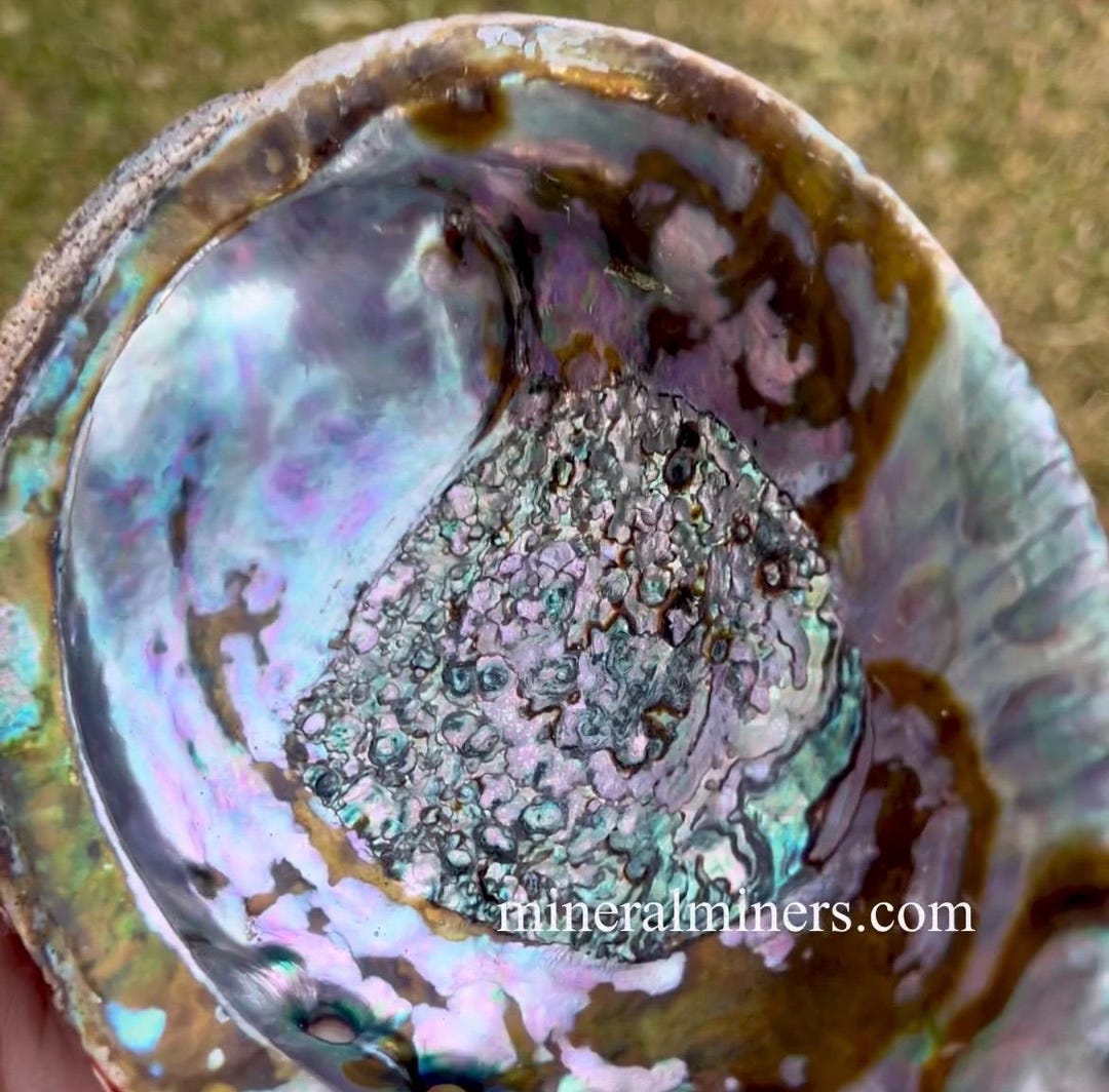 Abalone Sea Shell, 6.5" Natural Rainbow Abalone, Mother of Pearl Shell ...