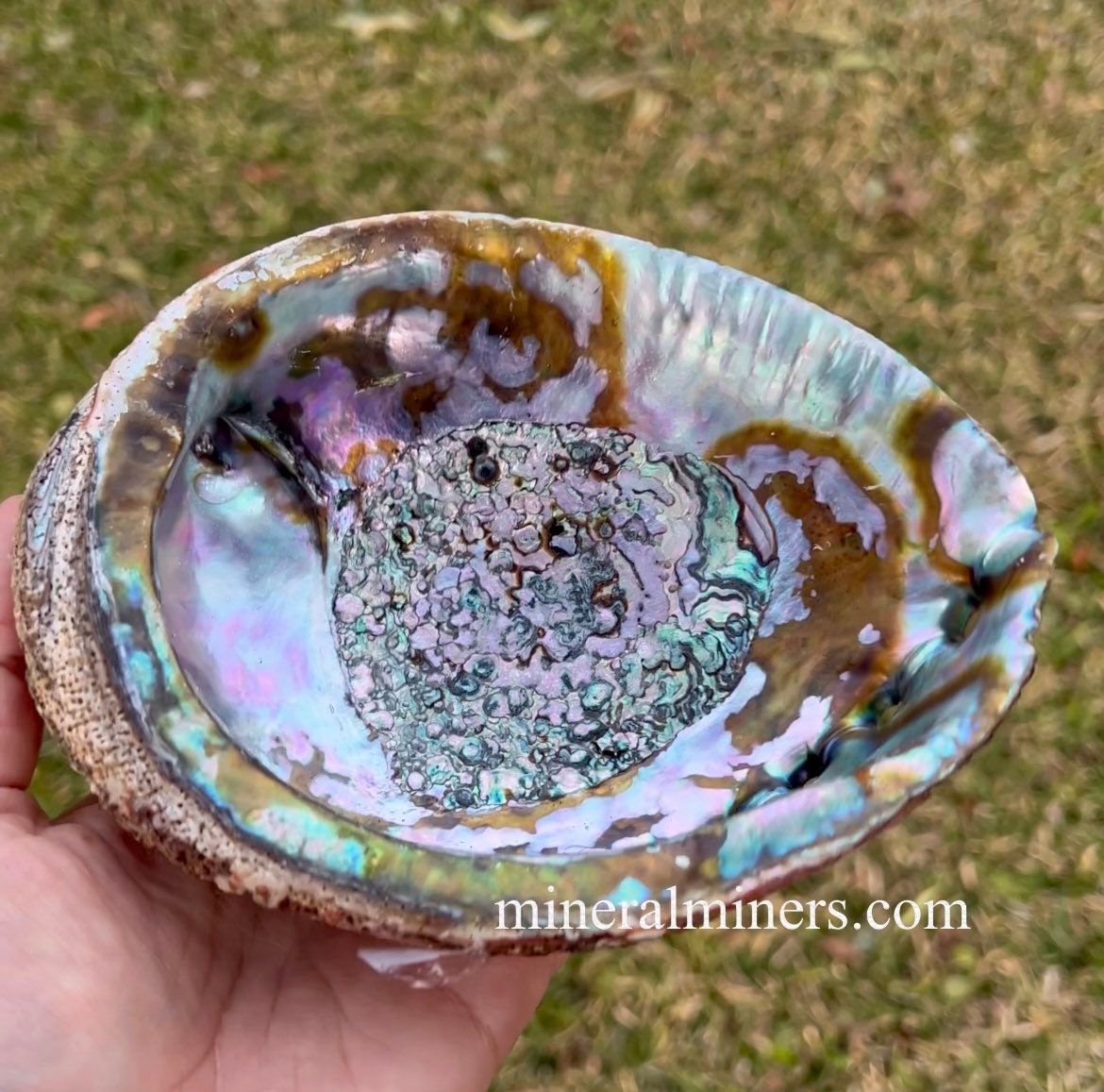 Abalone Sea Shell 6.5 Natural Rainbow Abalone Mother - Etsy
