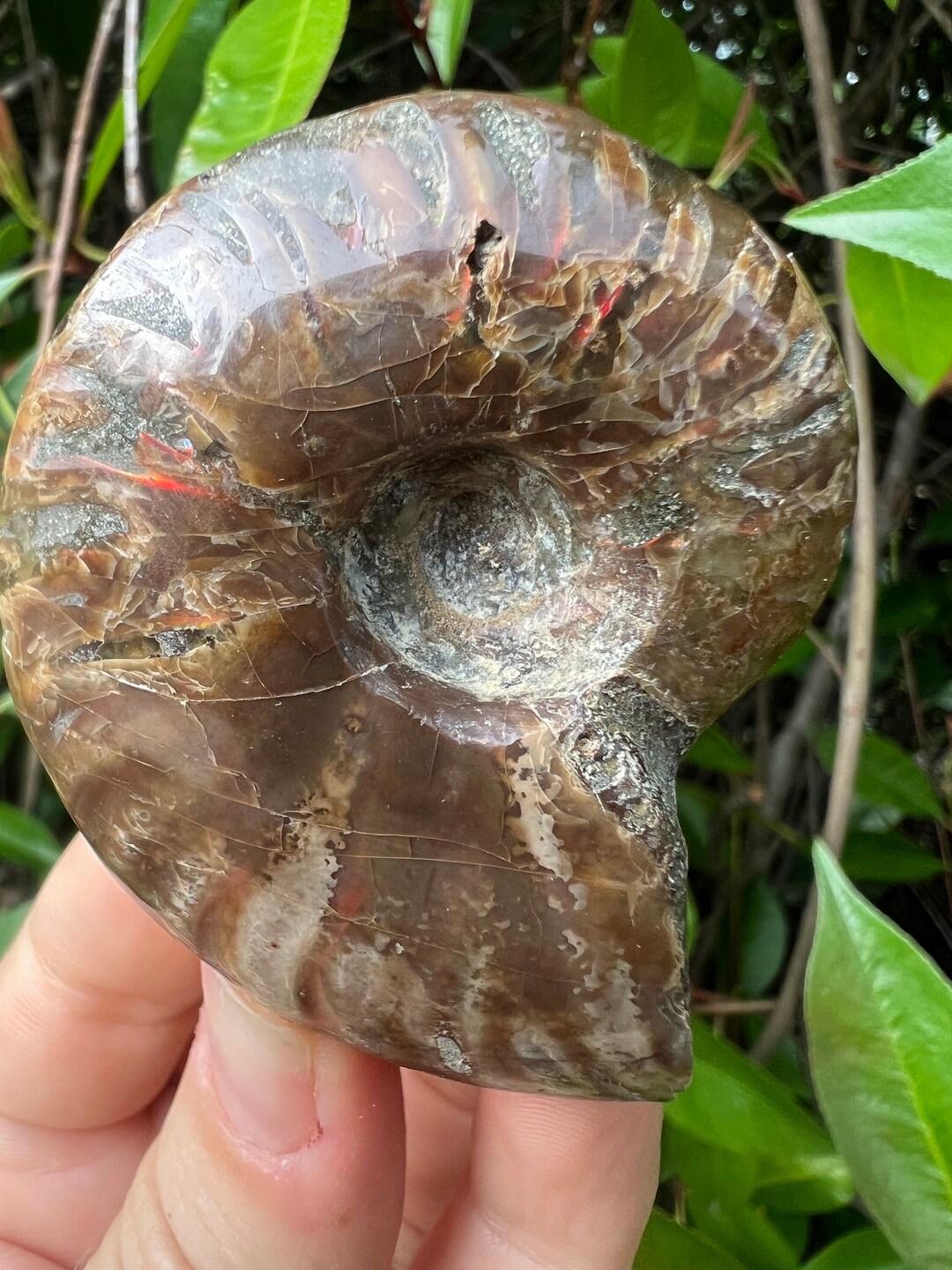 Ammonite Fossil, Iridescent Ammonite Stone, Ammonite Spiral, Ammonite ...