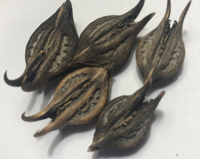 Devils Claw Seeds, Seed Packet With Instructions, Proboscidea ...