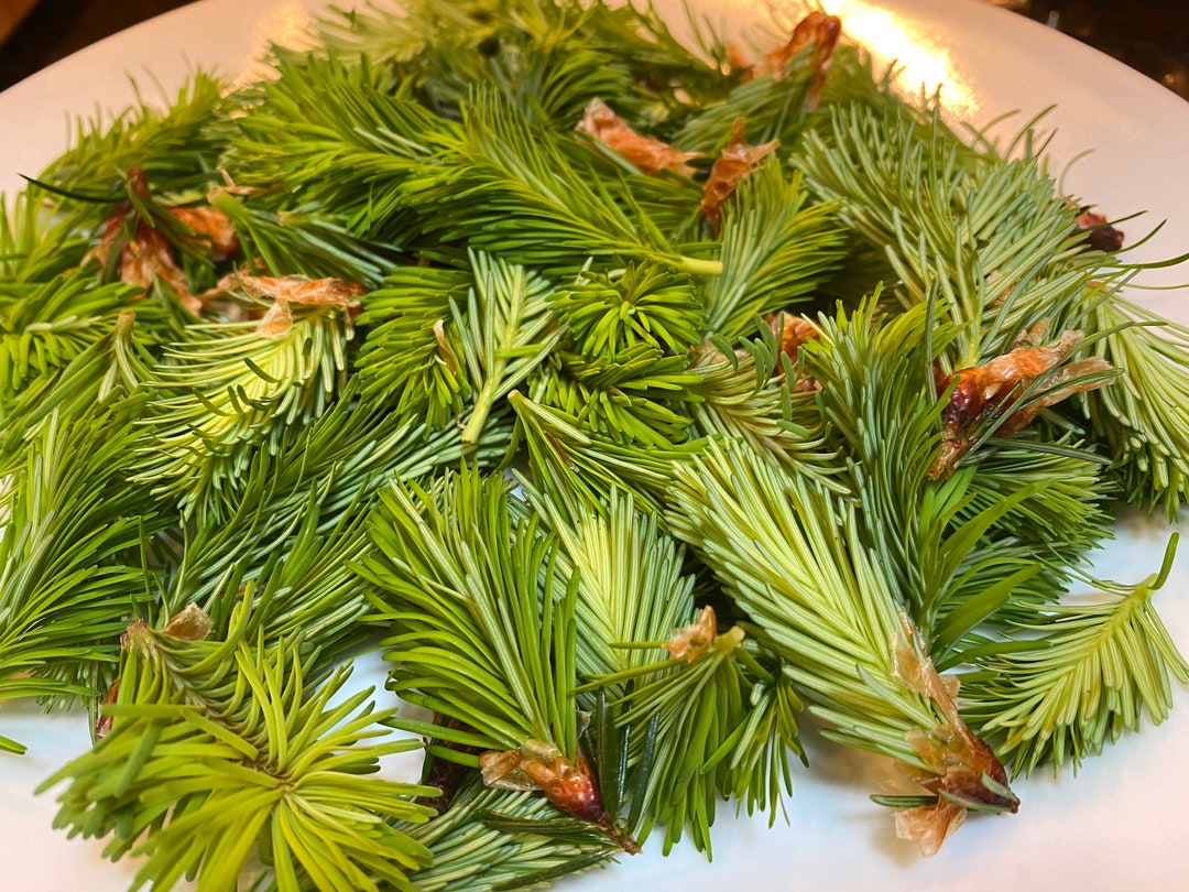 2 Ounces Douglas Fir Spring TIPS for Teas Tinctures Salves - Etsy