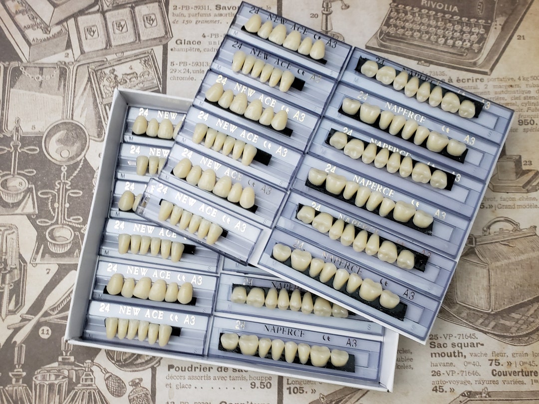 168 Human Teeth 24 Cards Made of Composite Resin craft Grade 6 Full ...