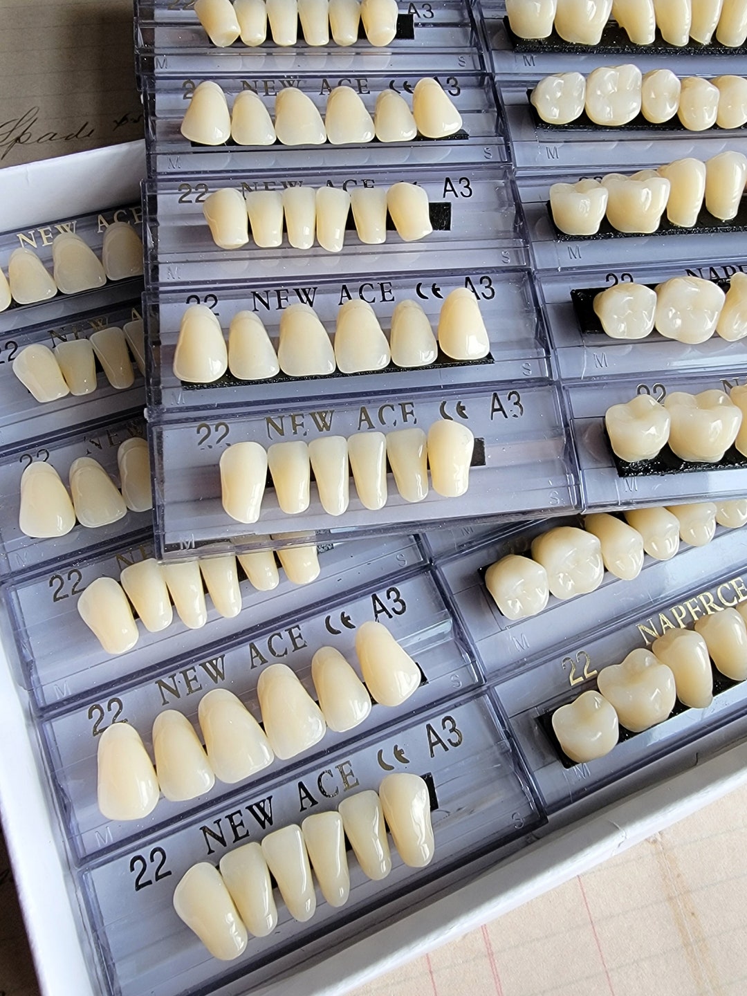 168 Human Teeth 24 Cards Made of Composite Resin craft Grade 6 Full ...