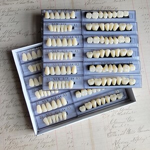 168 Human Teeth 24 Cards Made of Composite Resin craft Grade 6 Full ...