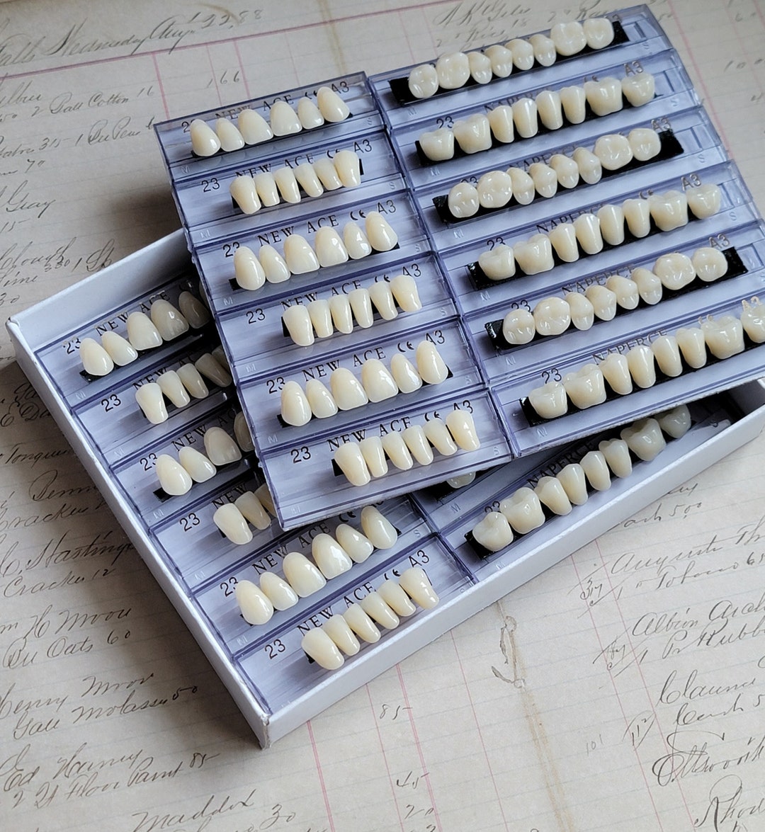 168 Human Teeth 24 Cards Made of Composite Resin craft Grade 6 Full ...