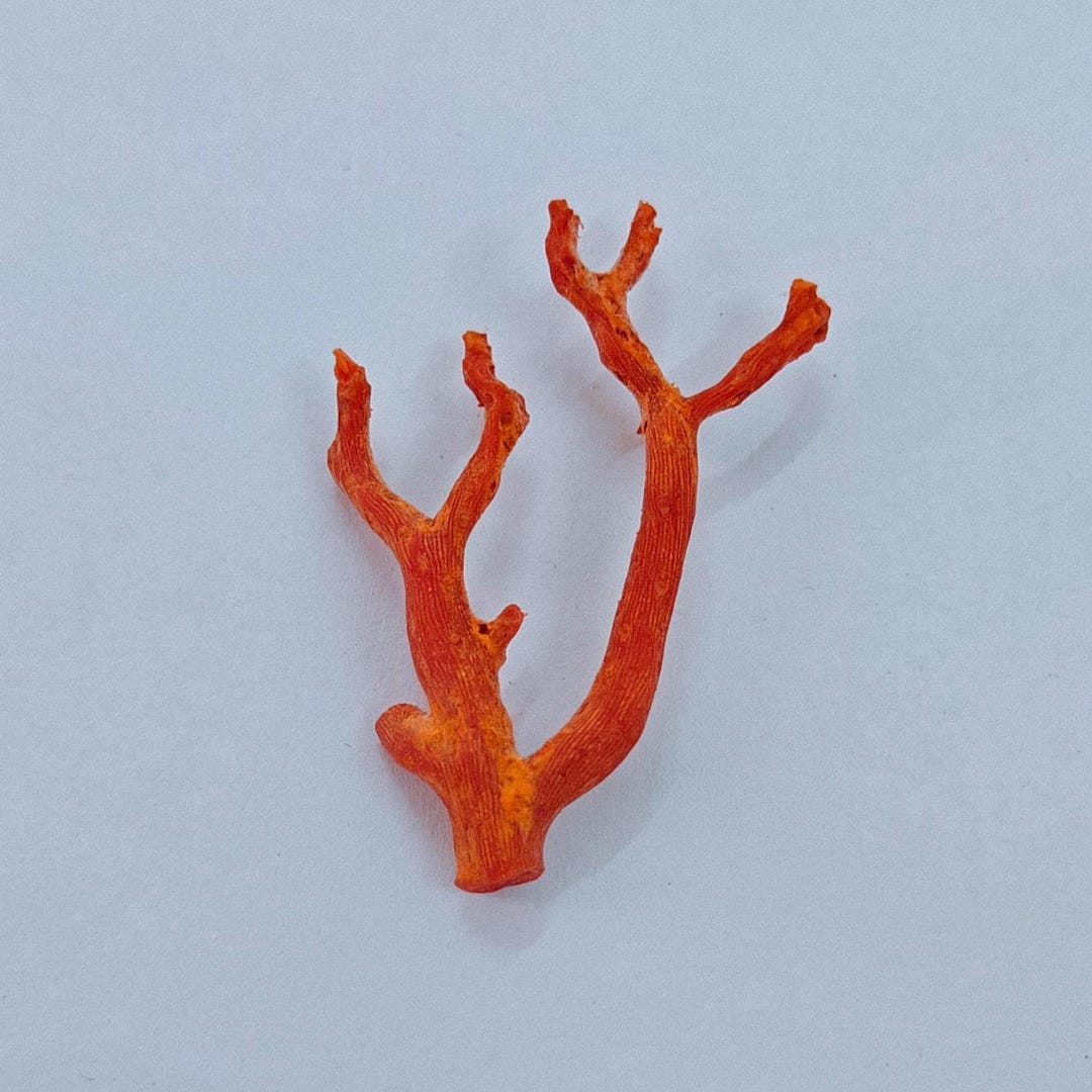Natural Red Coral Branch: Unpolished Italian Mediterranean Sea Coral ...