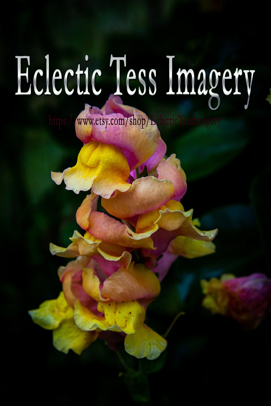 Multi-colored Snapdragons. Yellow, Pink. Flowers. Garden. Digital ...