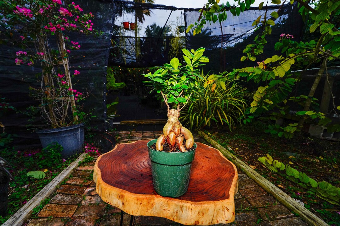 Japanese Ginseng Ficus Bonsai - 6" Pot - Etsy