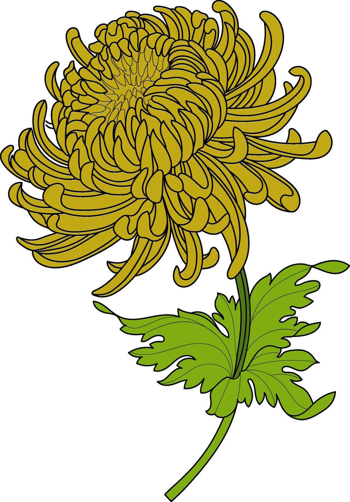 Chrysanthemum Svg Botanical Svg Wildflower Stencil Birth - Etsy