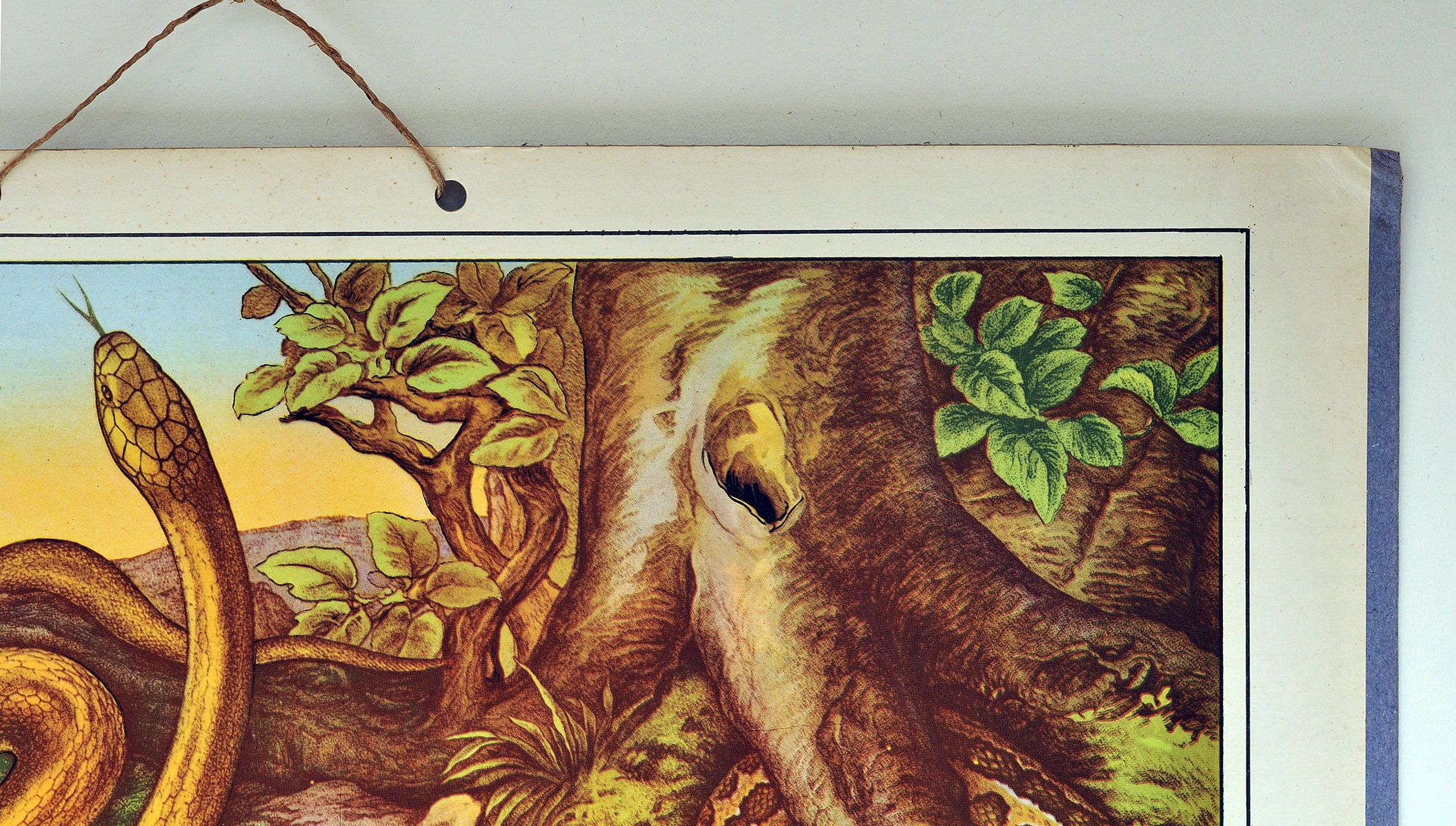 1960s Snake School Chart Zoological Educational Chart Bat Snake Natural ...