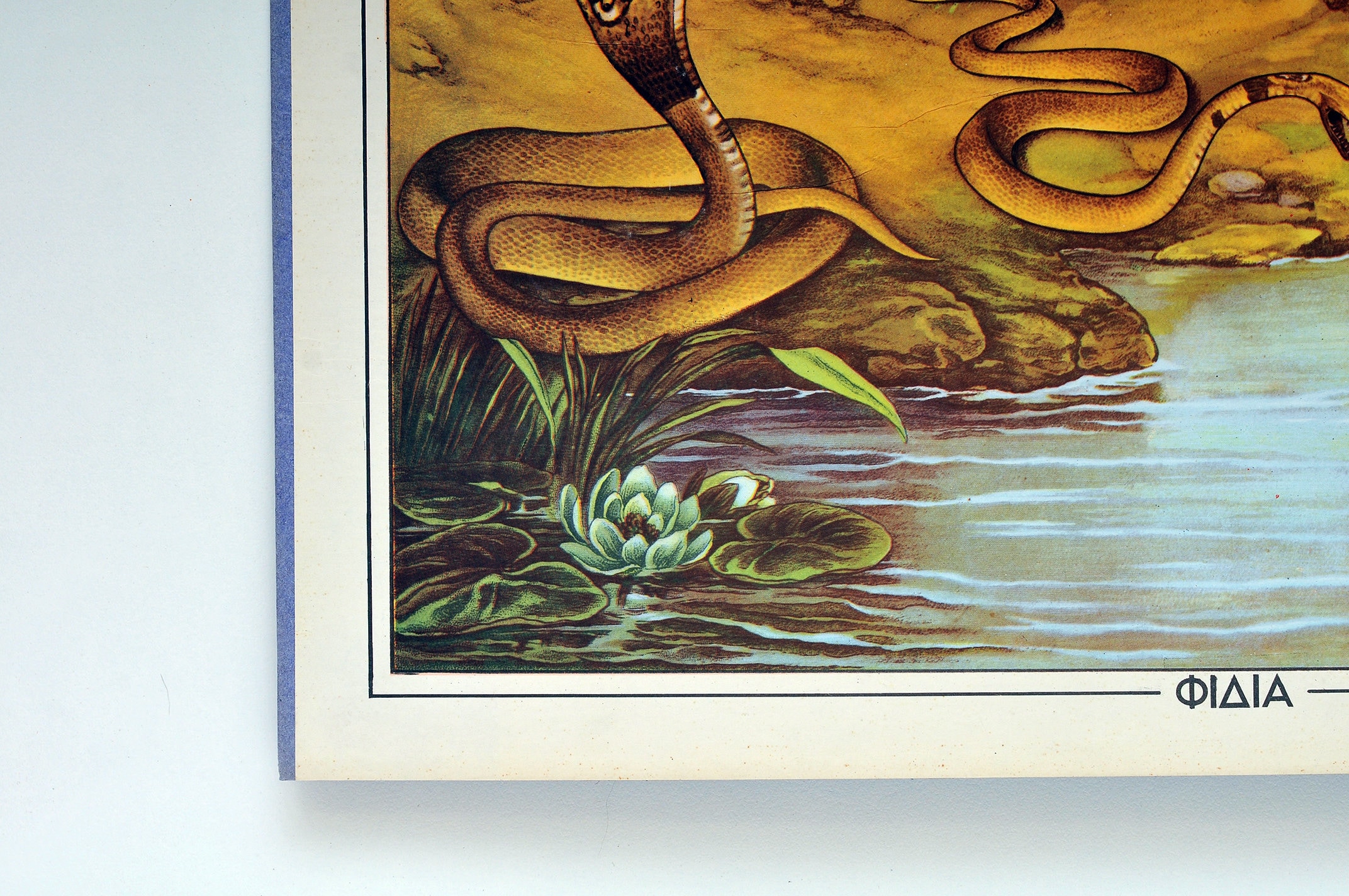 1960s Snake School Chart Zoological Educational Chart Bat Snake Natural ...