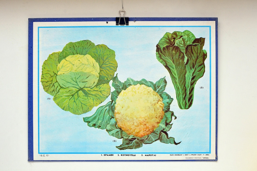 1950s Vintage Vegetable Chart: Cauliflower, Turnip, Lettuce Botanical ...