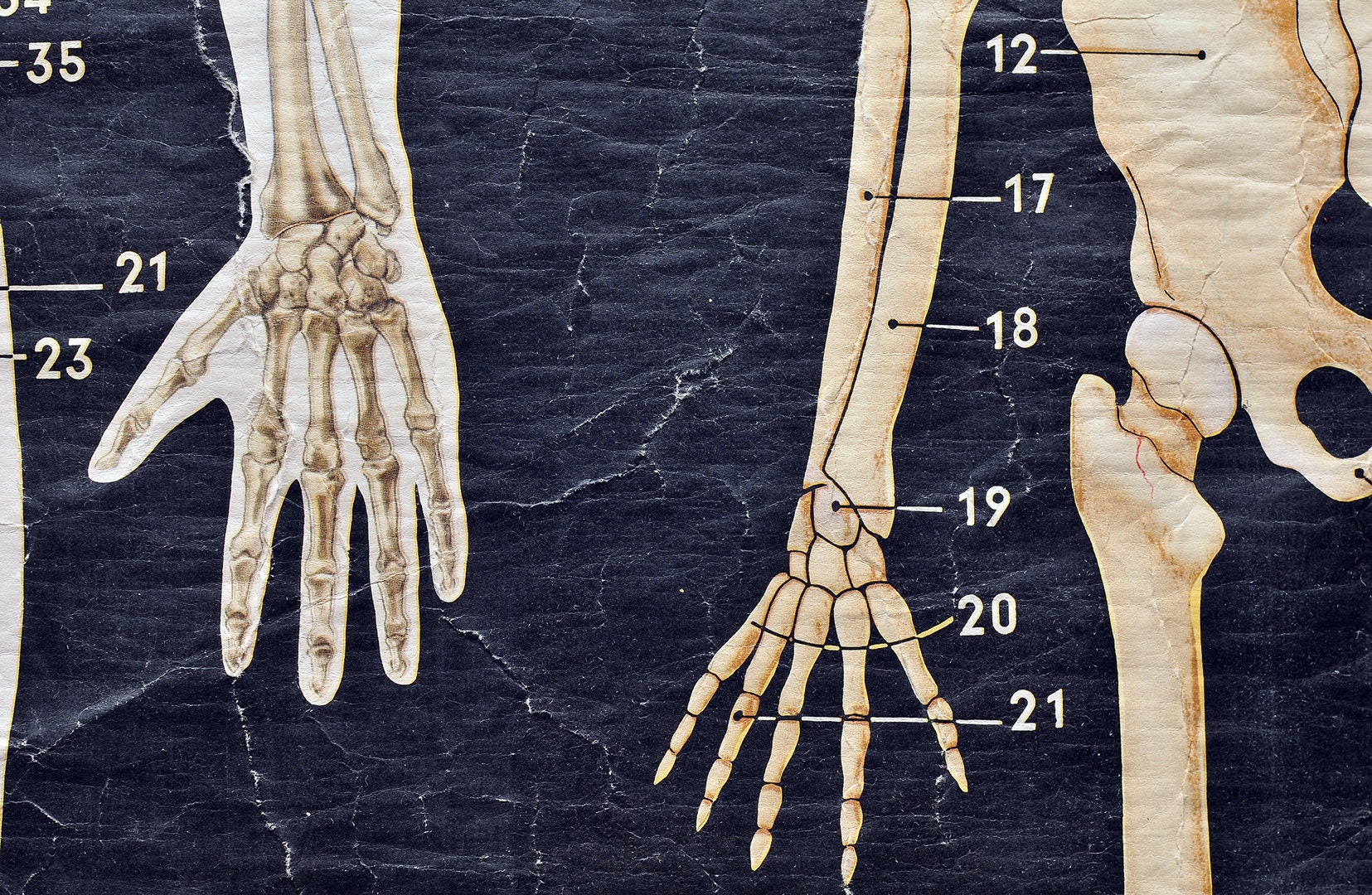 Vintage Anatomy Pull Down Chart Physiology Wall Decor Paper - Etsy