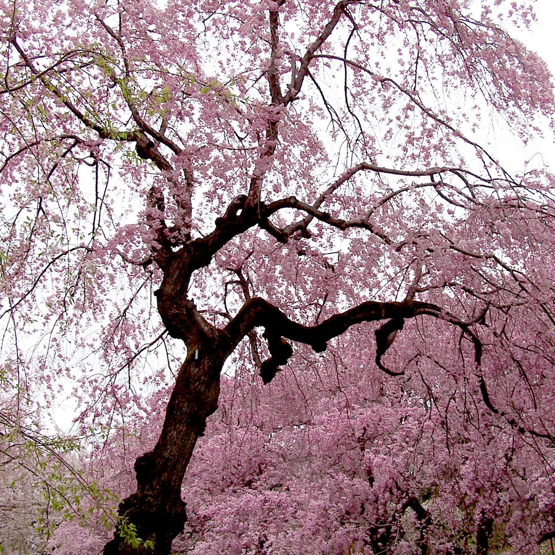 2 Japanese Tree Essences Box 2 of Two Boxes 11 X 10ml - Etsy