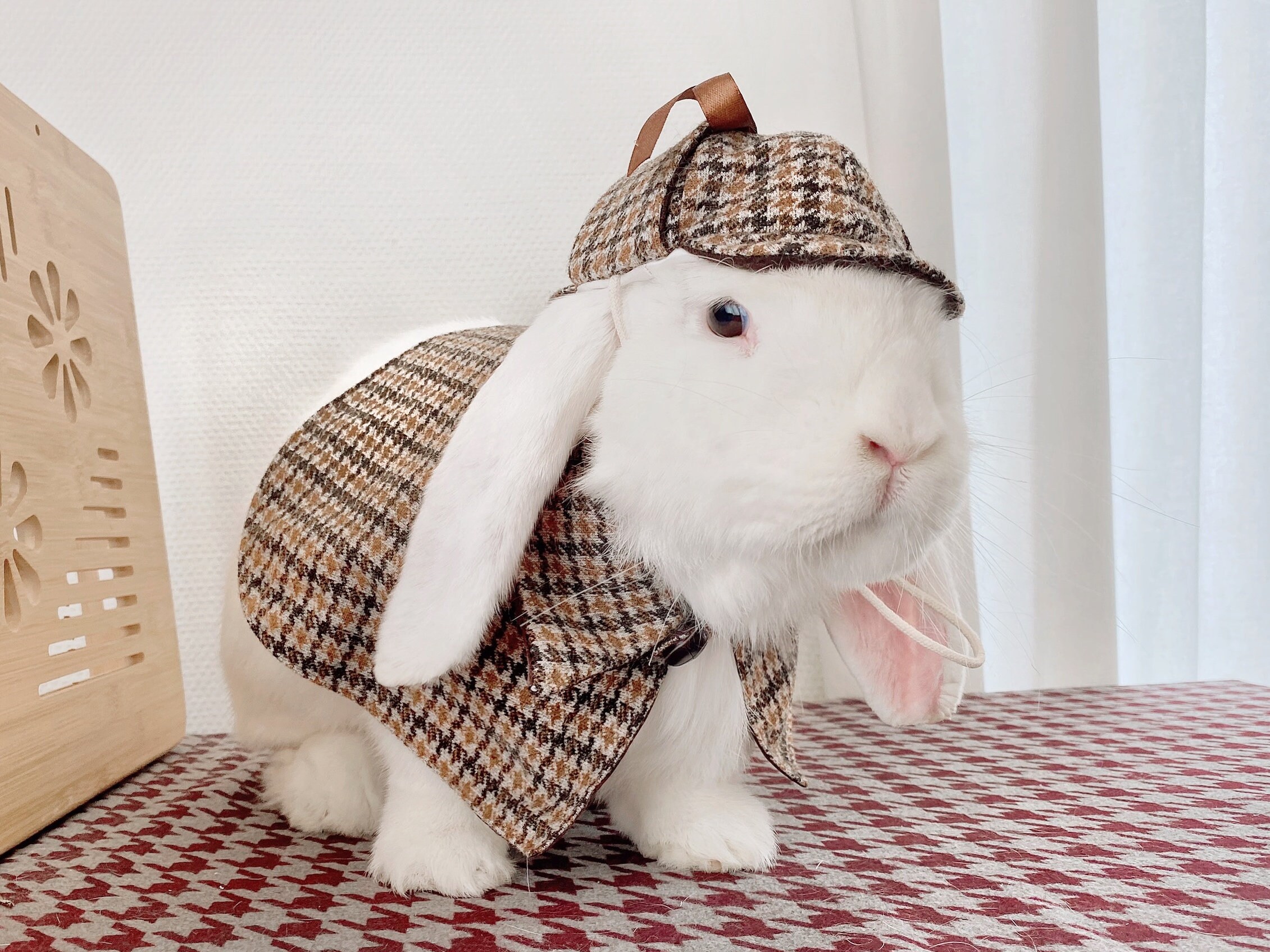Halloween Costumes For Rabbits