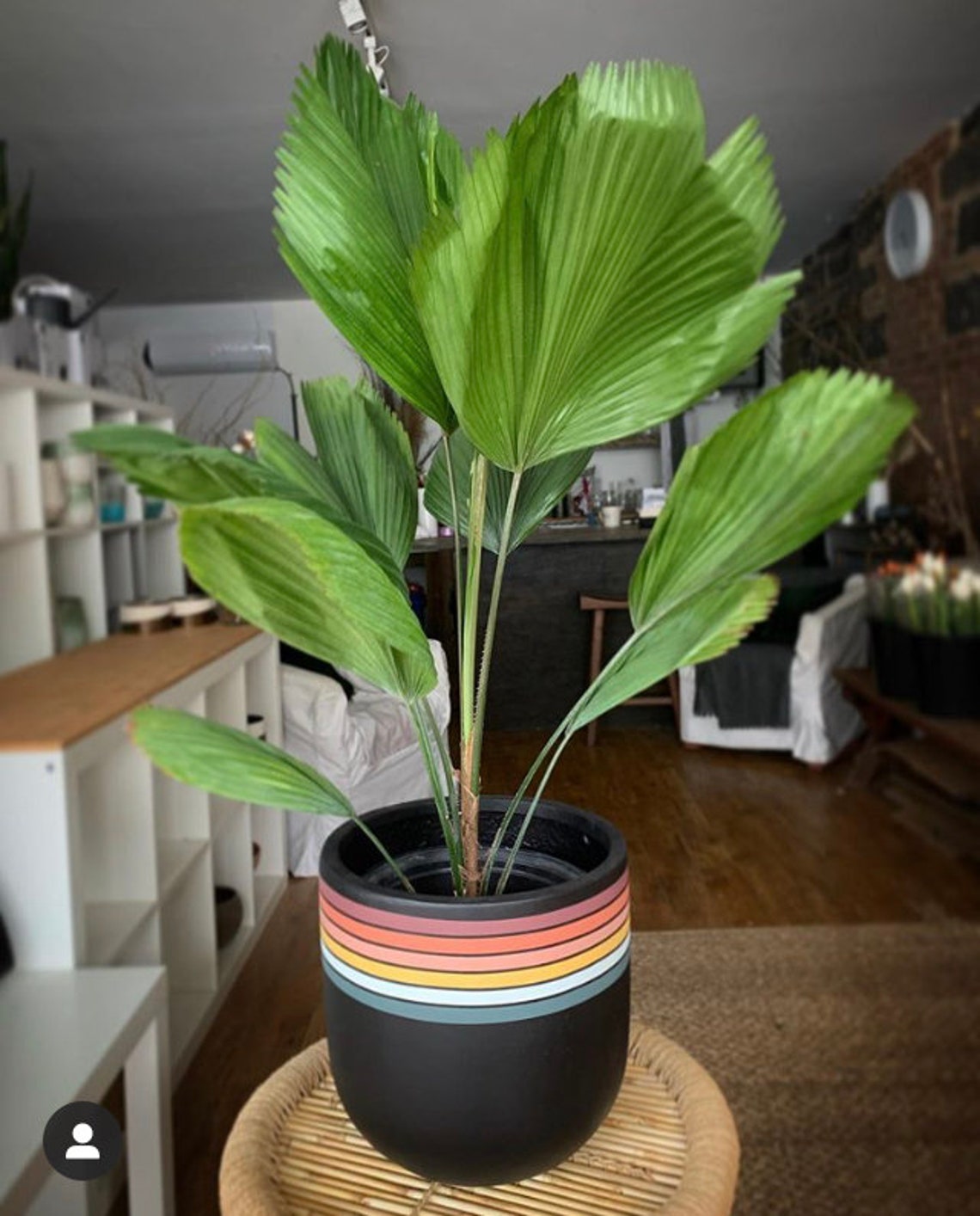 Retro Black Planter: Rainbow Stripe Fibrestone Plant Pot - Etsy