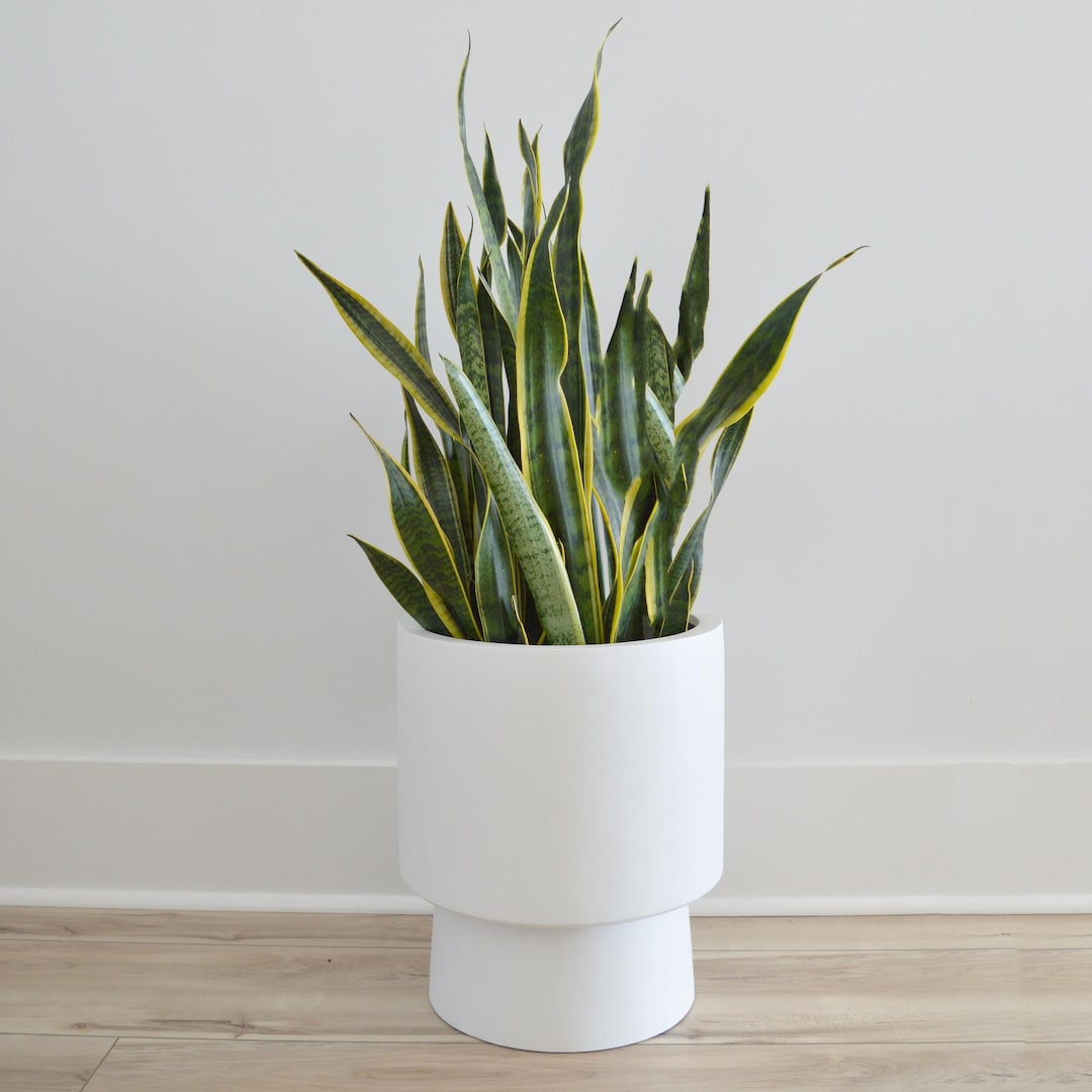 Matte White High Rise Pedestal Planter Pot, Indoor Decorative Floor ...