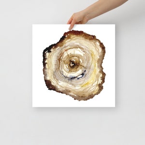 Oak Tree Ring Poster Tree Ring Print Watercolor Painting Large Tree ...