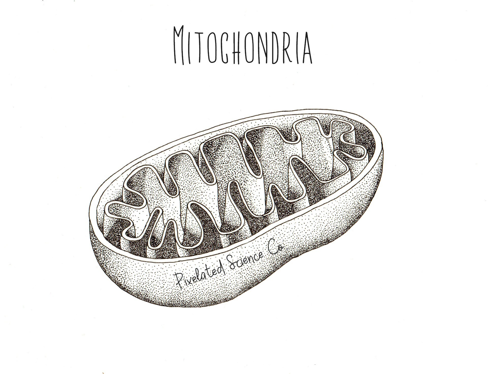 Mitochondria And Chloroplast Coloring Sketch Coloring Page