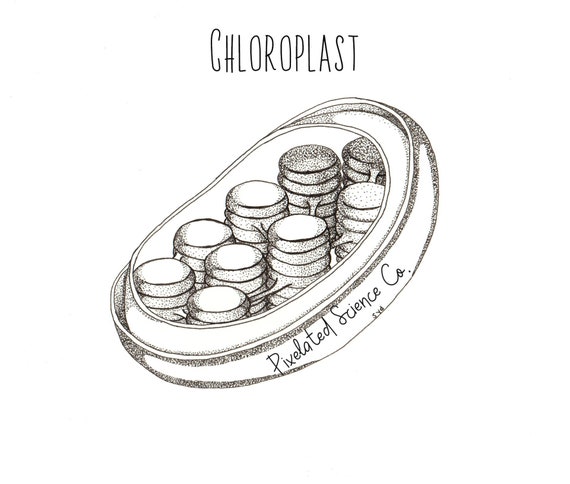 Simple Chloroplast Drawing Sketch Coloring Page