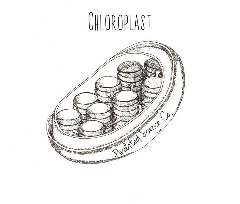 Mitochondria And Chloroplast Coloring Sketch Coloring Page