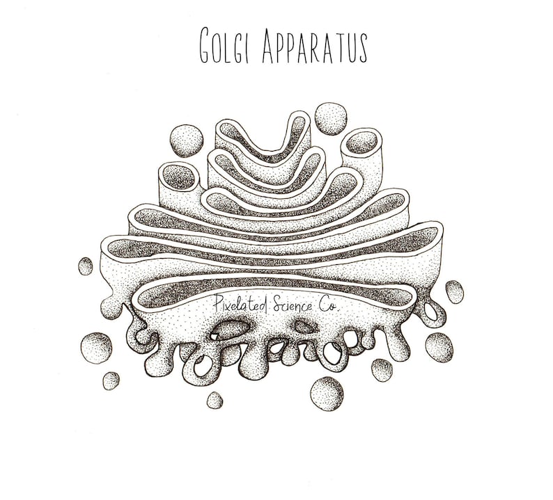 Black and White Golgi Apparatus Coloring Page | Etsy