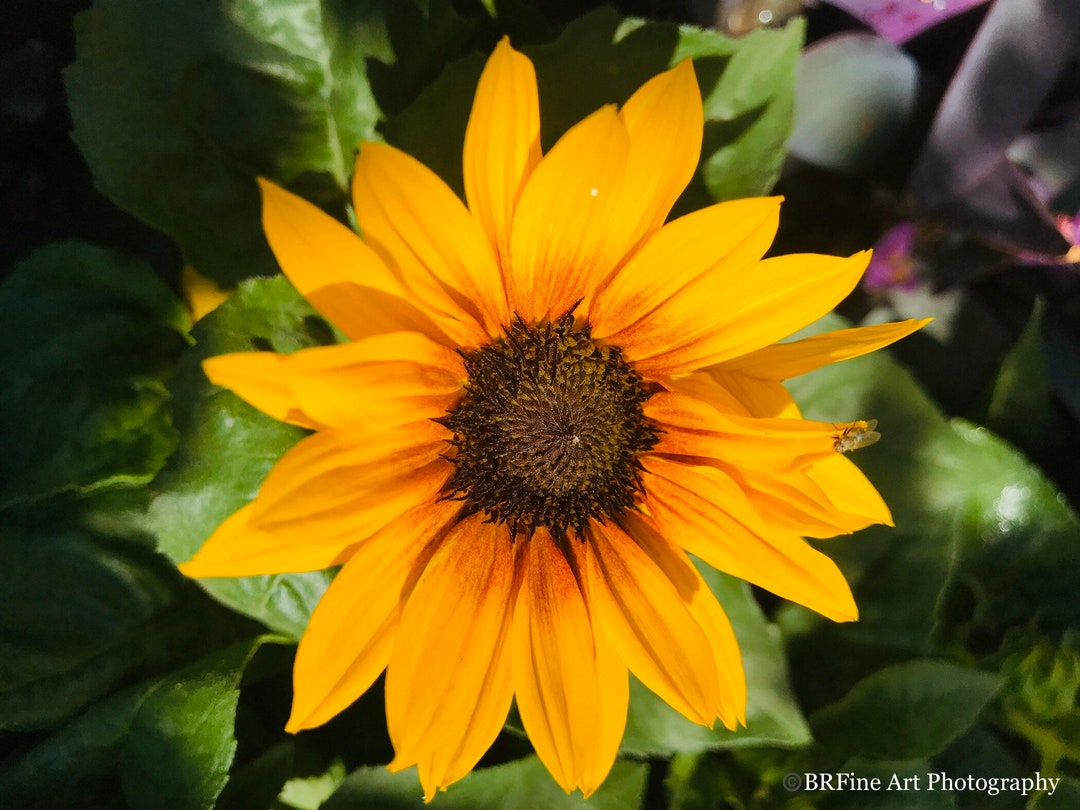 Flower Yellow Sunflower Fine Art Color Photography - Etsy