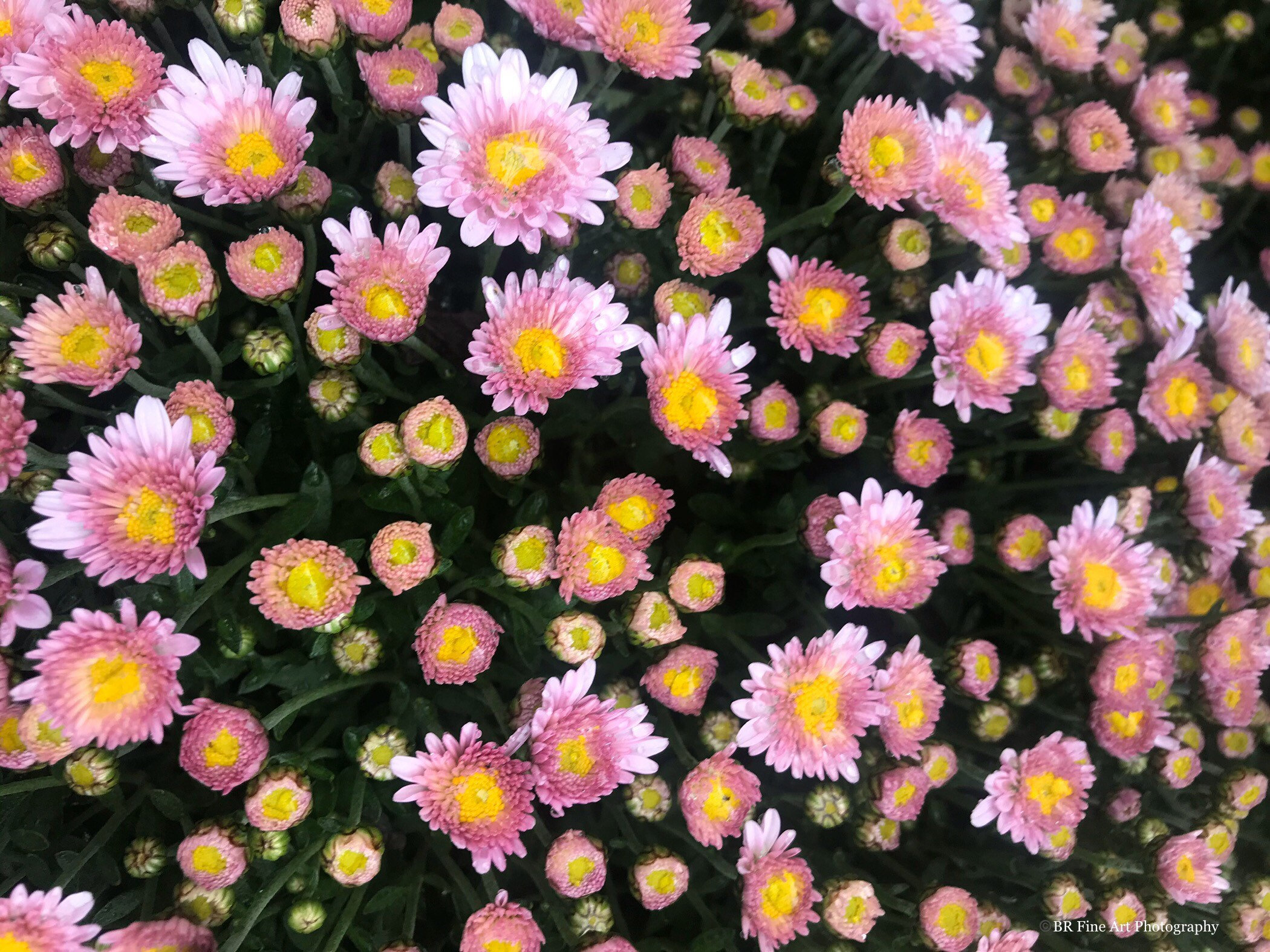 Pink Spring Flowers Color Fine Art Color Photography - Etsy