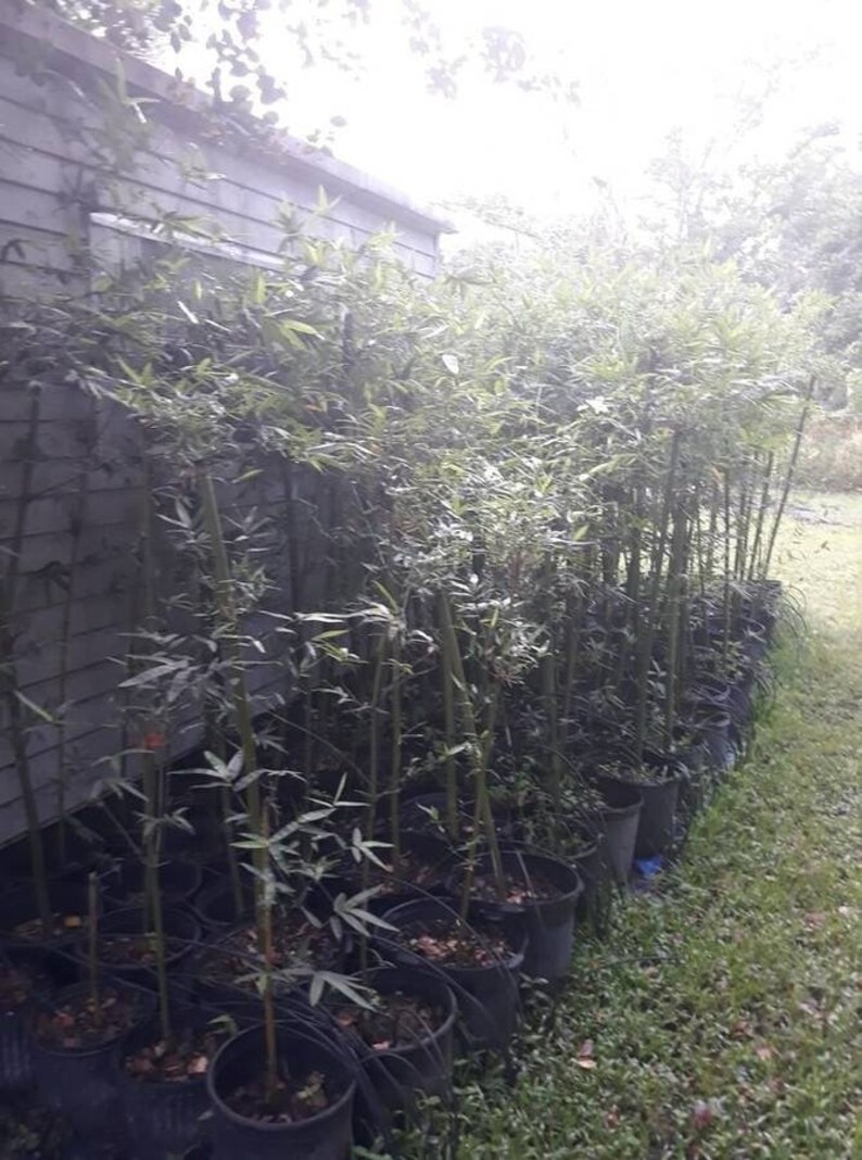 Seabreeze Live Bamboo Plant! Tropical Clumping Bamboo! - Etsy