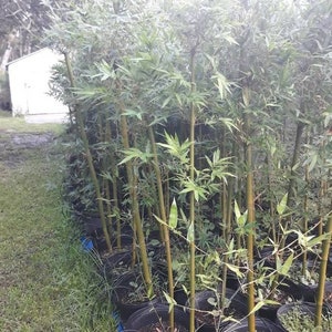 Seabreeze Live Bamboo Plant! Tropical Clumping Bamboo! - Etsy