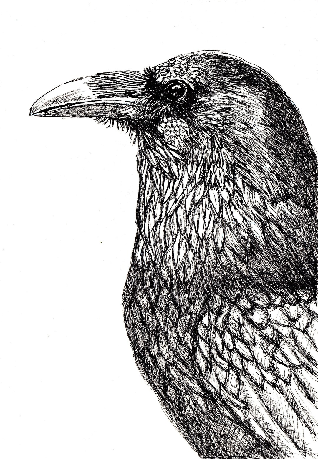 Raven Art Print | Raven Artwork, Raven Wall Decor, Raven Art Print ...