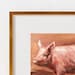 LIMITED EDITION PRINT: barnyard Pig by Delaware - Etsy