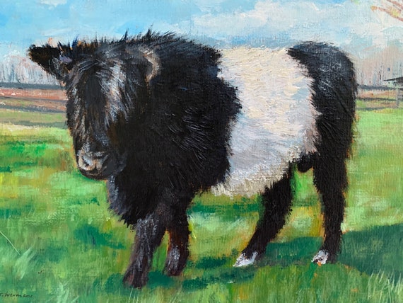 Belted Galloway Bull