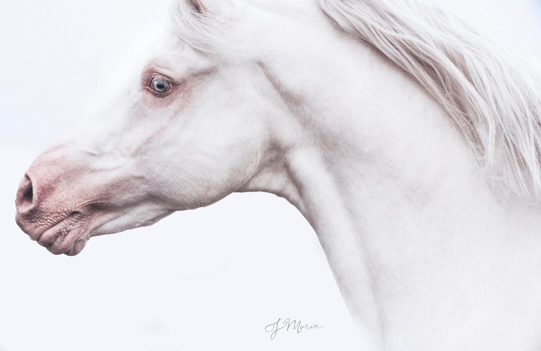 Cremello Morgan Horse Stallion Fine Art Photo Print - Etsy