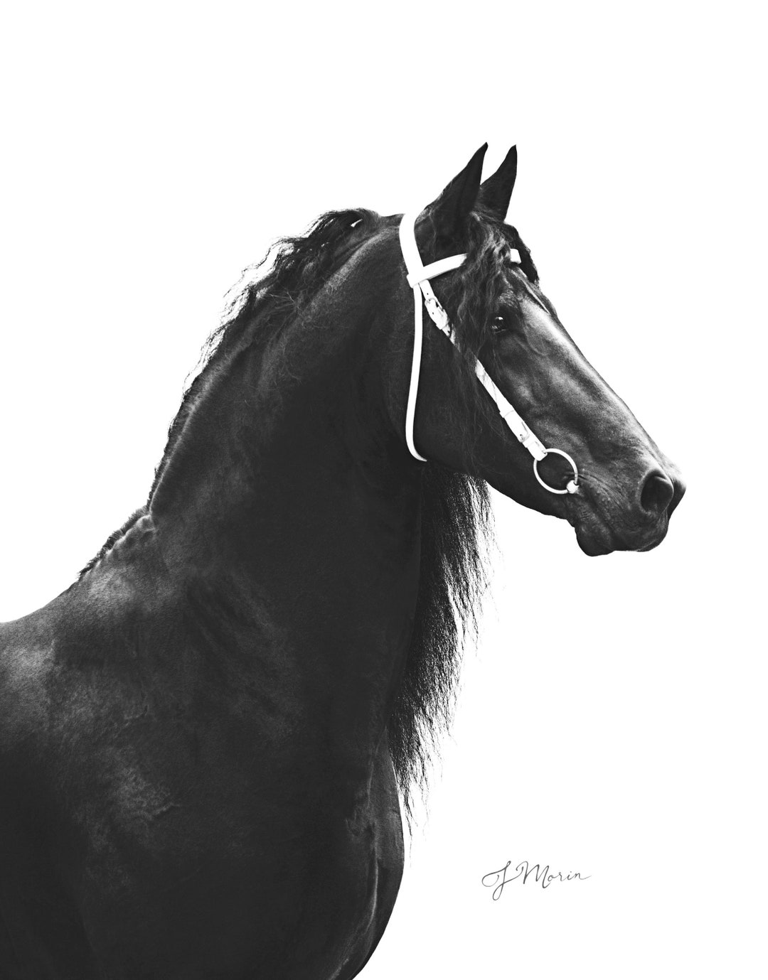 Friesian Stallion Black and White Photo Print - Etsy