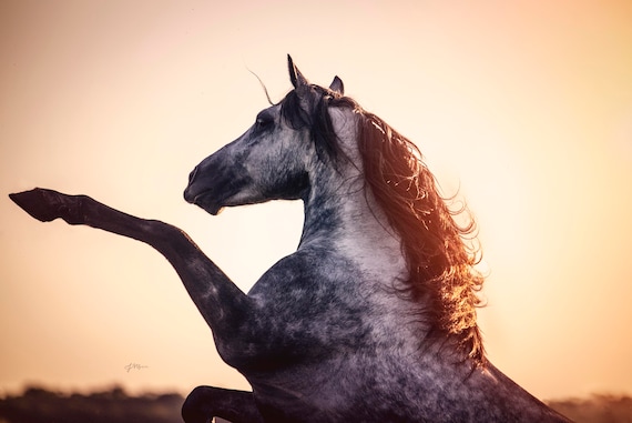 Horse Art Print Warlander Stallion Giclee | Etsy