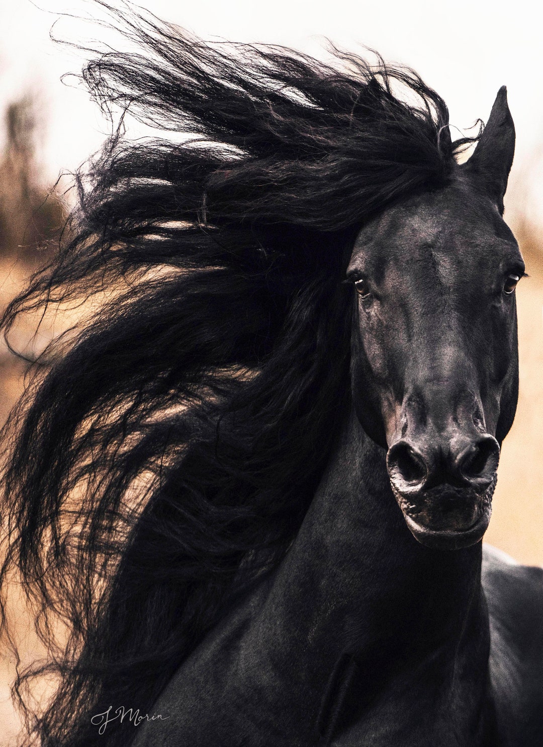 Friesian Stallion Close up Fine Art Photographic Print - Etsy