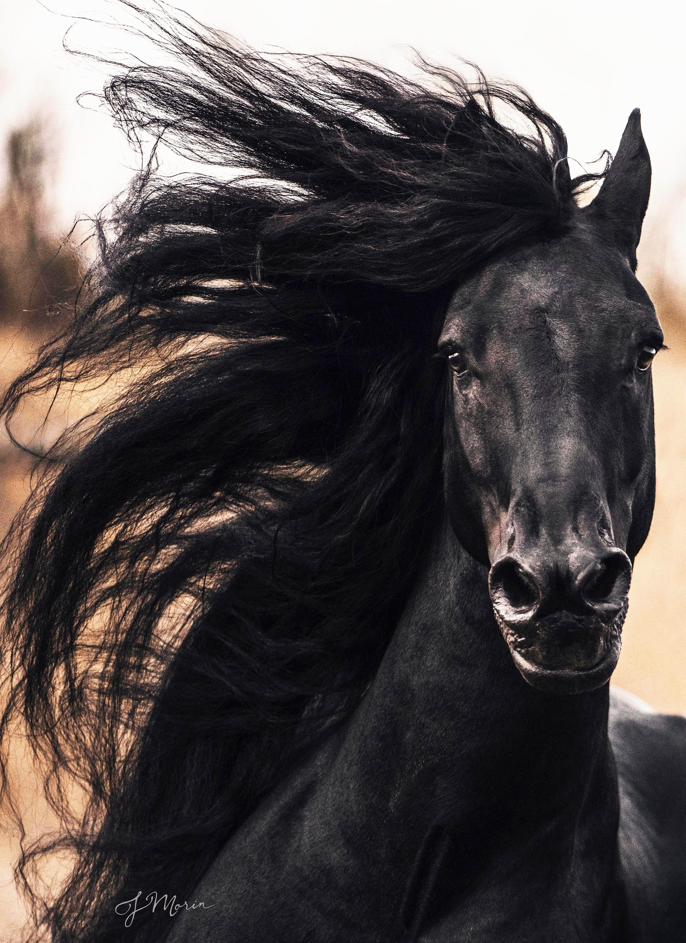 Up Close Friesian