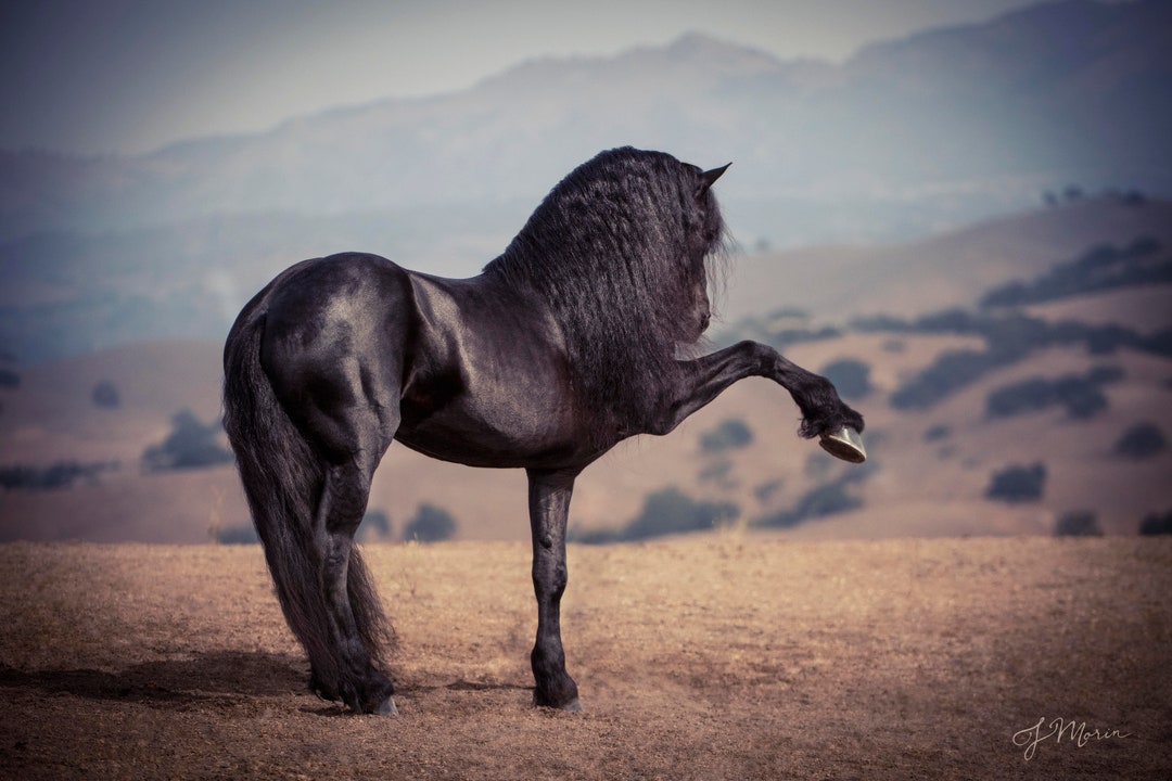 Friesian Stallion in Vineyard Fine Art Photo Print - Etsy
