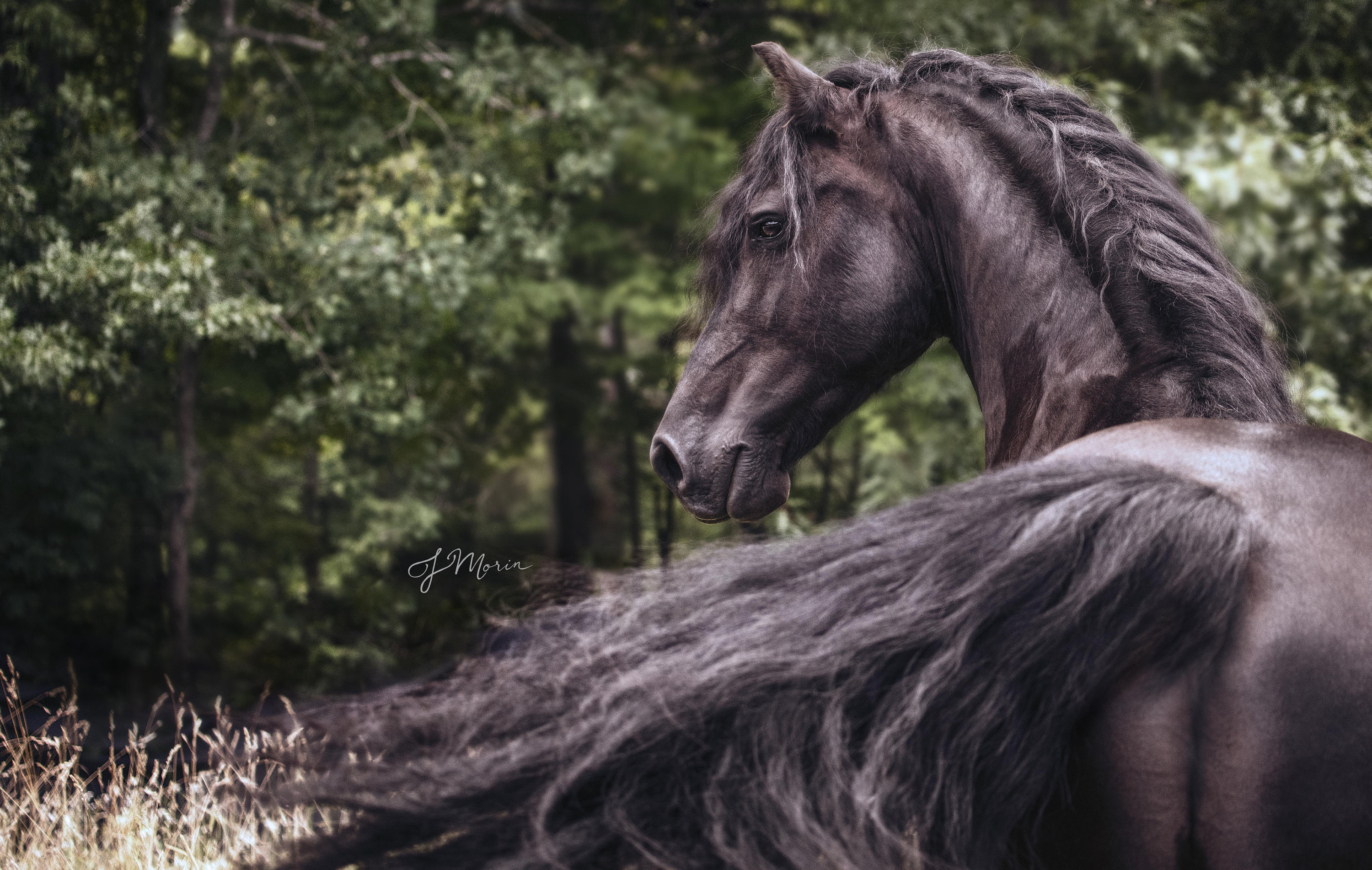 Friesian Stallion Tail Swish Fine Art Photo Print - Etsy