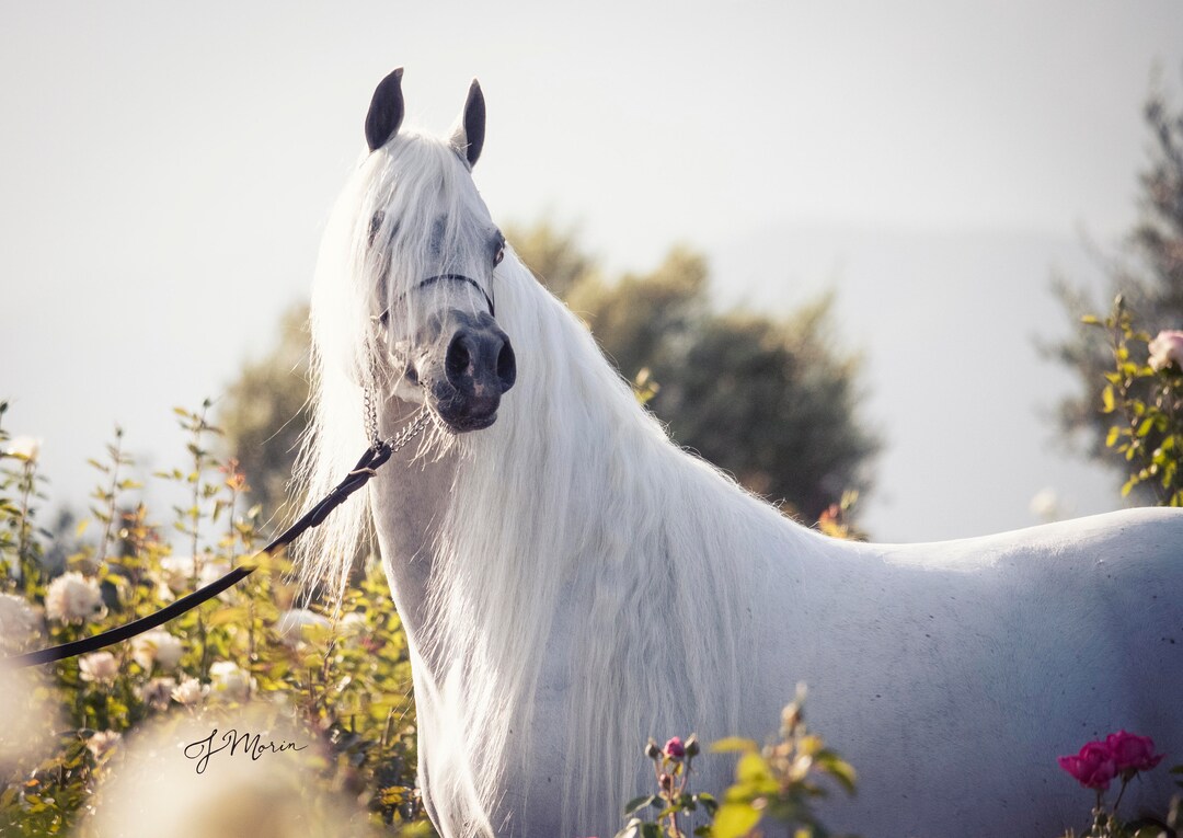 Arabian Stallion Roses Fine Art Photo Print - Etsy