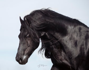 Friesian Stallion Close up Fine Art Photographic Print - Etsy